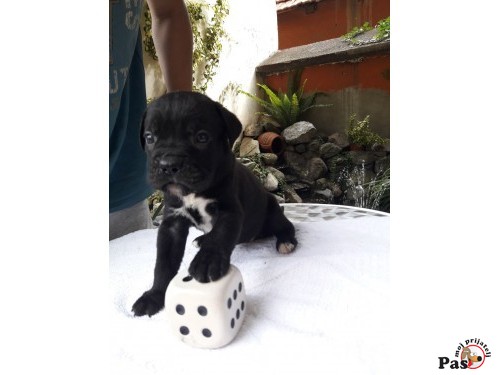 Cane Corso