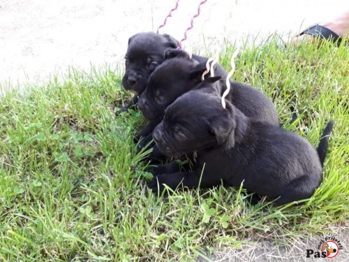 Cane Corso