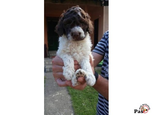 Lagotto romagnolo