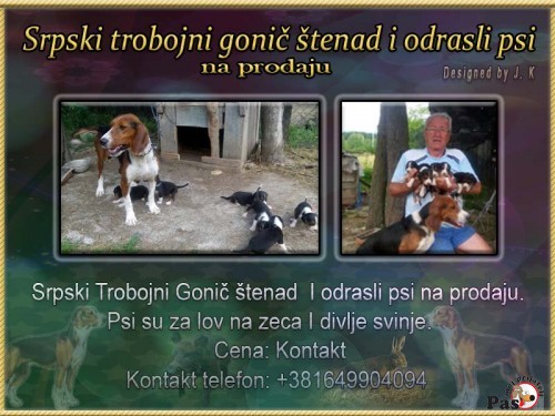 Srpski trobojni gonič