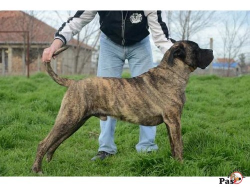 Cane Corso