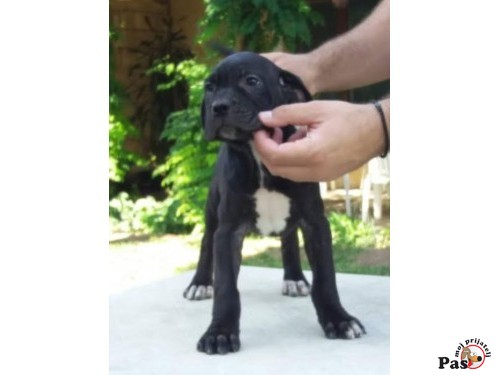 CANE CORSO