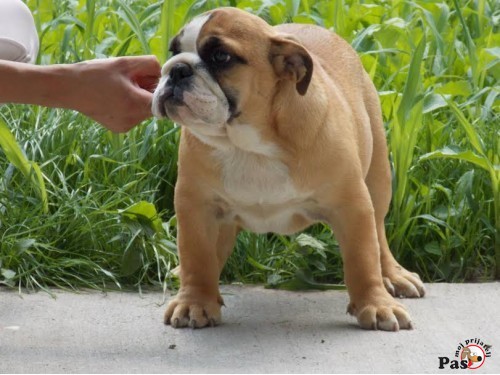 Engleski buldog