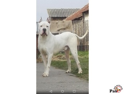 Dogo argentino