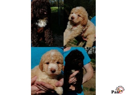 Lagotto romagnolo