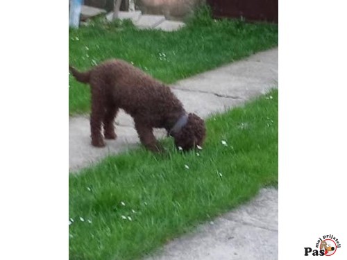 Lagotto romagnolo