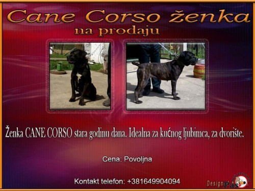 CANE CORSO
