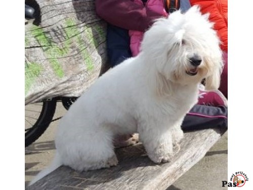 Coton de tulear - Tulearski pas