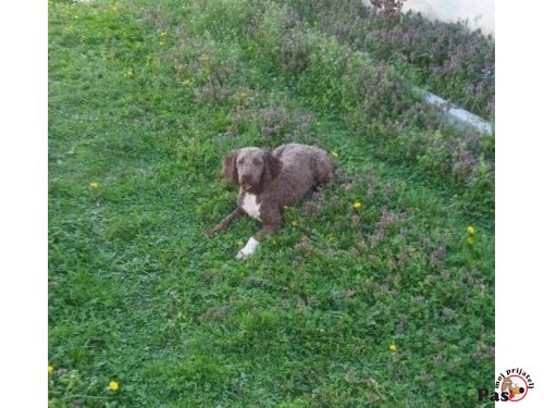 Lagotto romagnolo