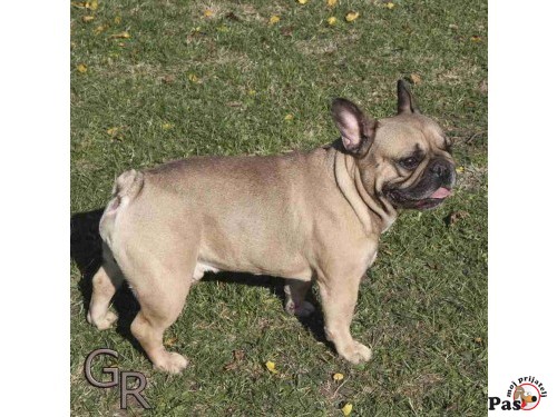 Francuski buldog