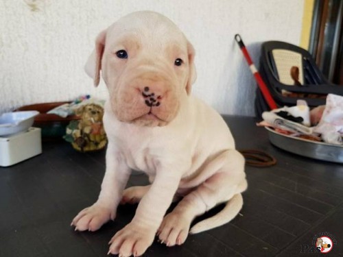 Dogo argentino