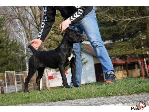 Cane Corso