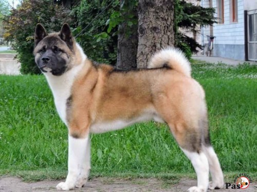 Američka akita