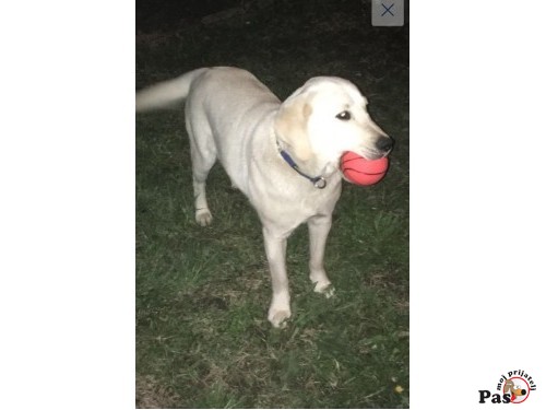 Labrador retriver