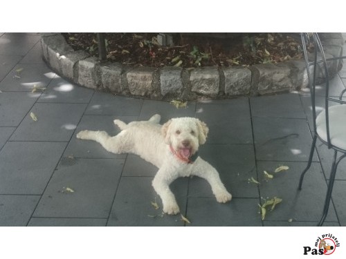 Lagotto romagnolo