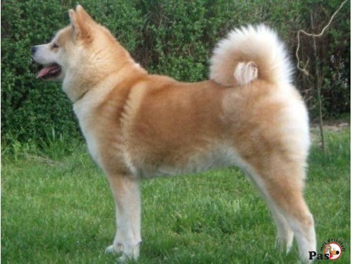 AKITA INU