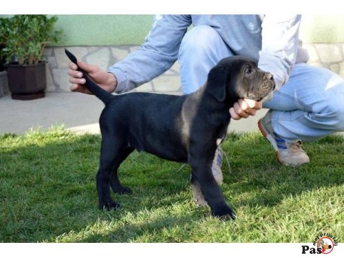 Cane Corso