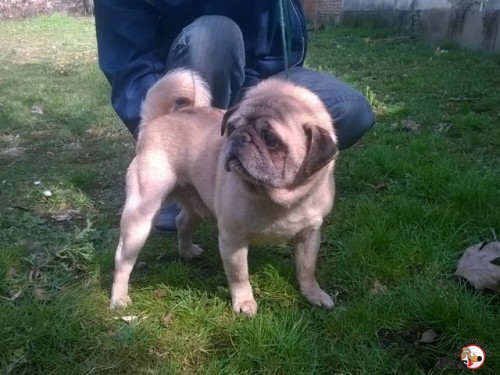 Mops