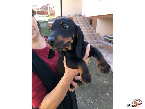 Jazavičar oštrodlaki - Dachshund