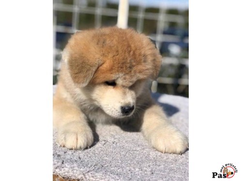 Akita Inu