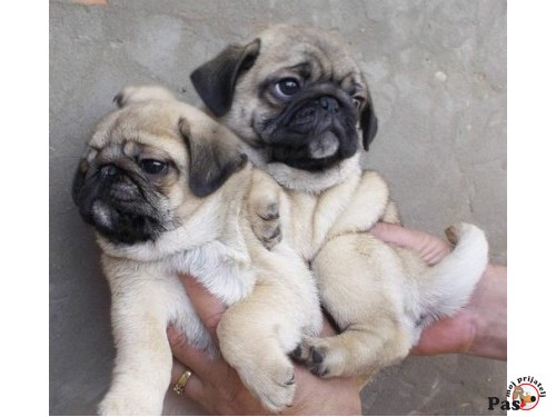 Mops