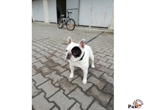 Francuski buldog