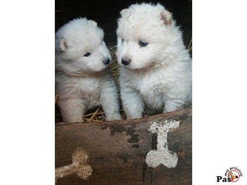 Samojed