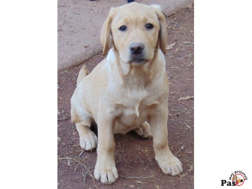 Labrador retriver