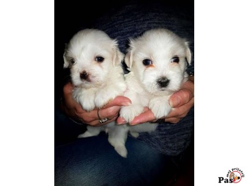 Coton de tulear - Tulearski pas