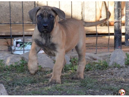 Presa de canario