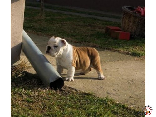 Engleski buldog