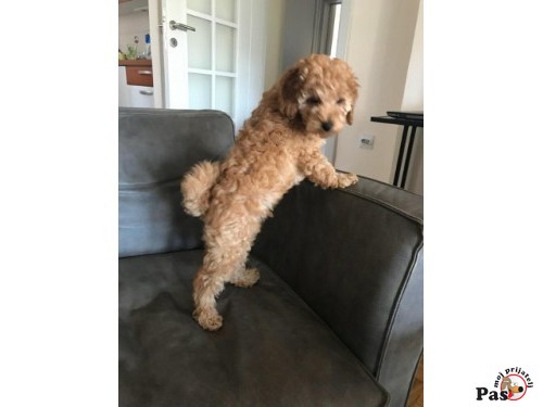 PUDLE