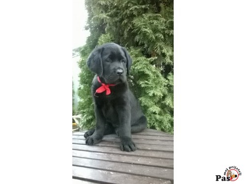 Labrador retriver