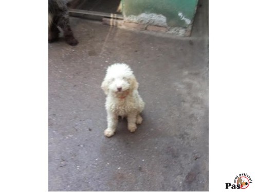 LAGOTTO ROMAGNOLO