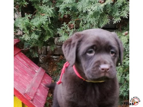 Labrador retriver