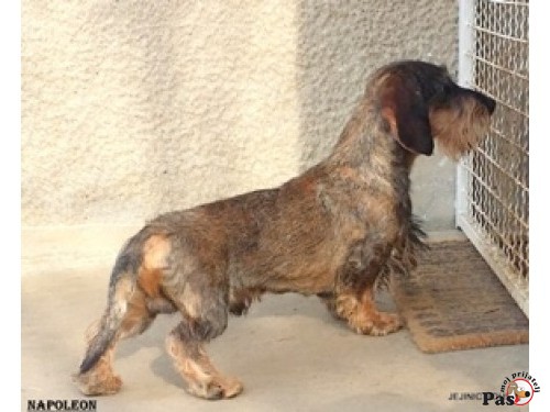 Jazavičar oštrodlaki - Dachshund