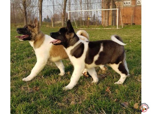 Akita Inu