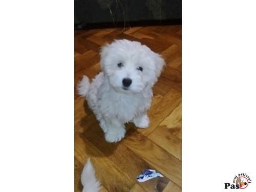 Coton de tulear - Tulearski pas