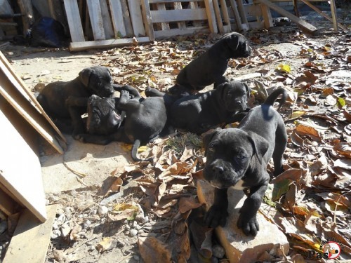 Cane Corso