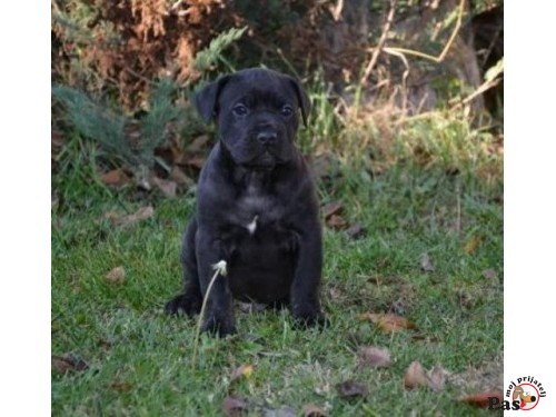 Cane Corso