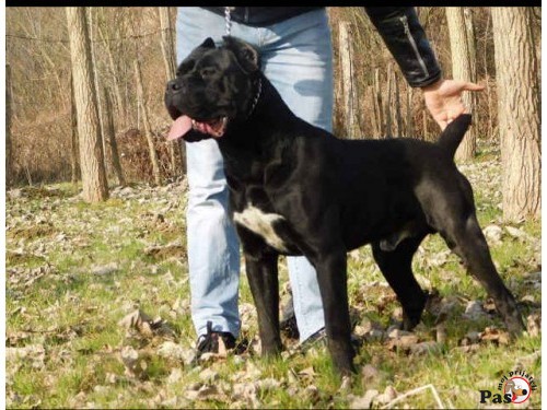 Cane Corso