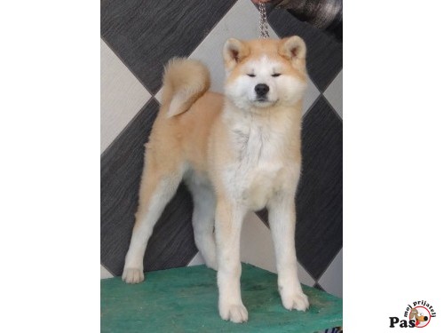Akita Inu