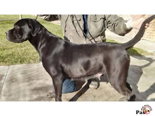 Cane Corso