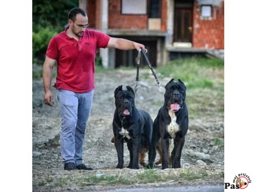 Cane Corso