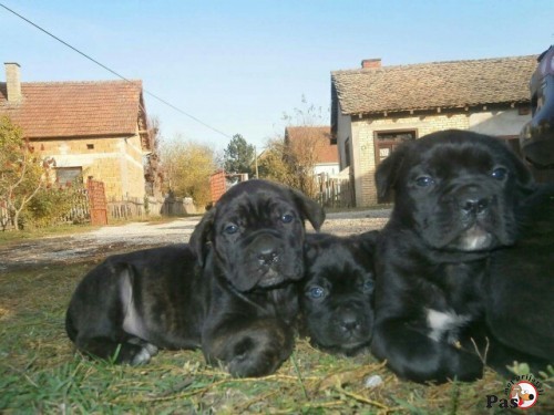 Cane Corso