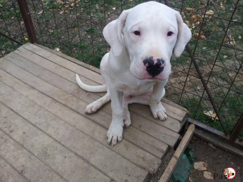 Dogo argentino