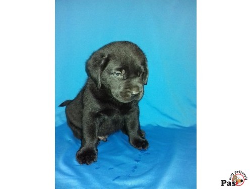 Labrador retriver