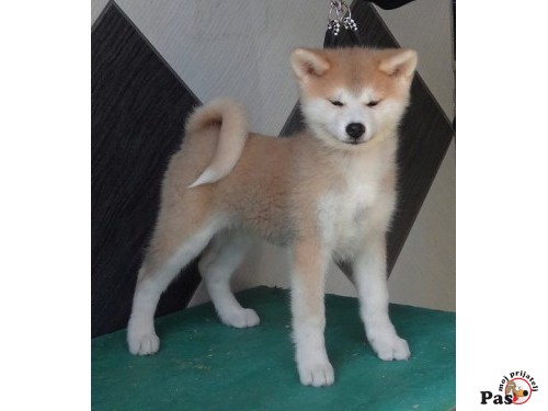 Akita Inu