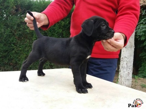 Cane Corso