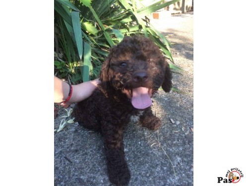 LAGOTTO ROMAGNOLO